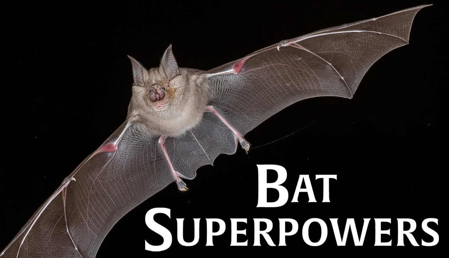 Nova, Bat Superpowers | PBS Western Reserve