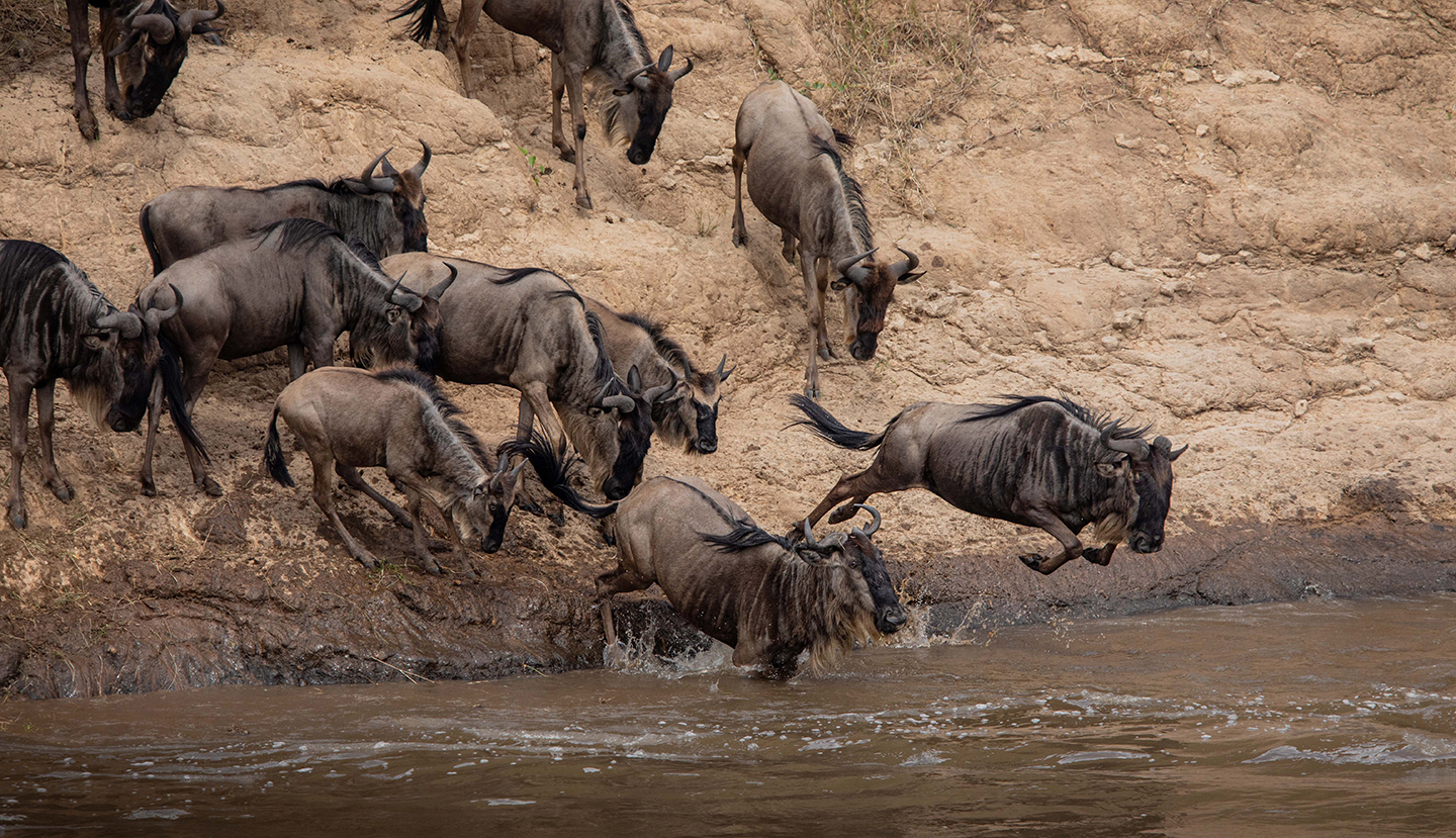 Nature, Running with the Beest | PBS Western Reserve