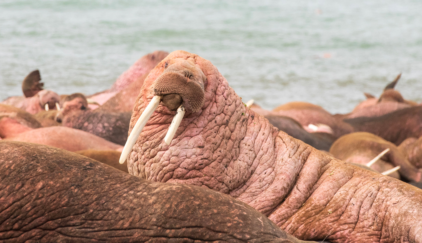 Nature, Walrus: Life on Thin Ice | PBS Western Reserve