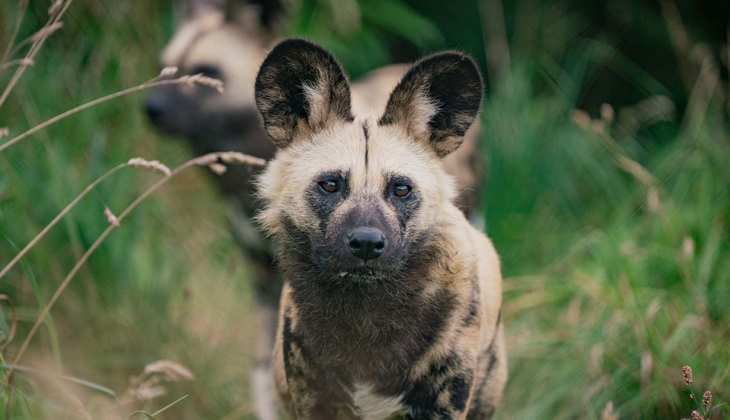 Dogs in the Wild, A Nature Miniseries | PBS Western Reserve
