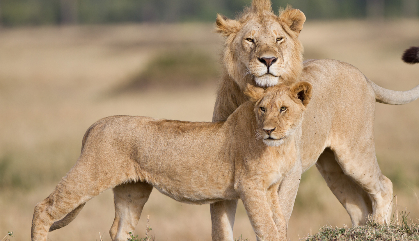 Lion: The Rise and Fall of the Marsh Pride | PBS Western Reserve