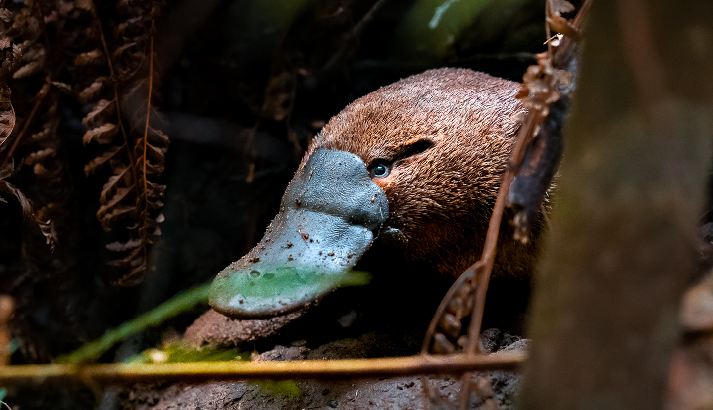 Nature, The Platypus Guardian | PBS Western Reserve