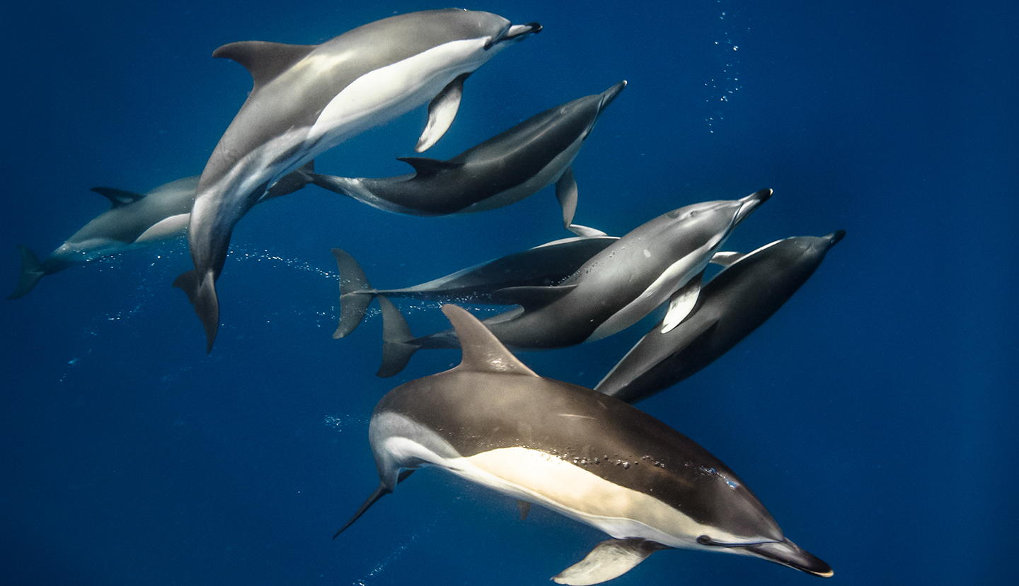 Ocean Souls | PBS Western Reserve