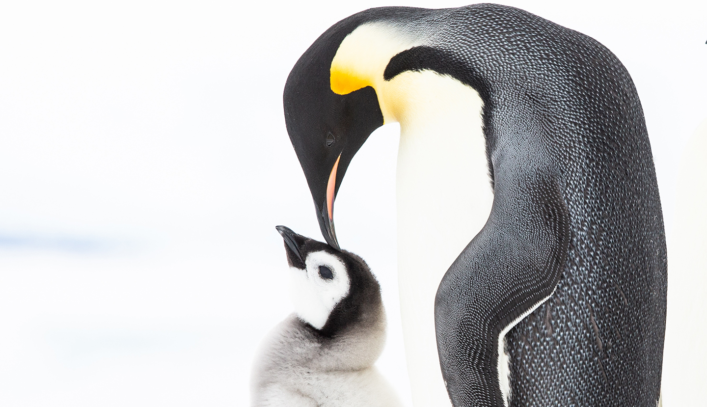 Nature, Penguins: Meet the Family | PBS Western Reserve