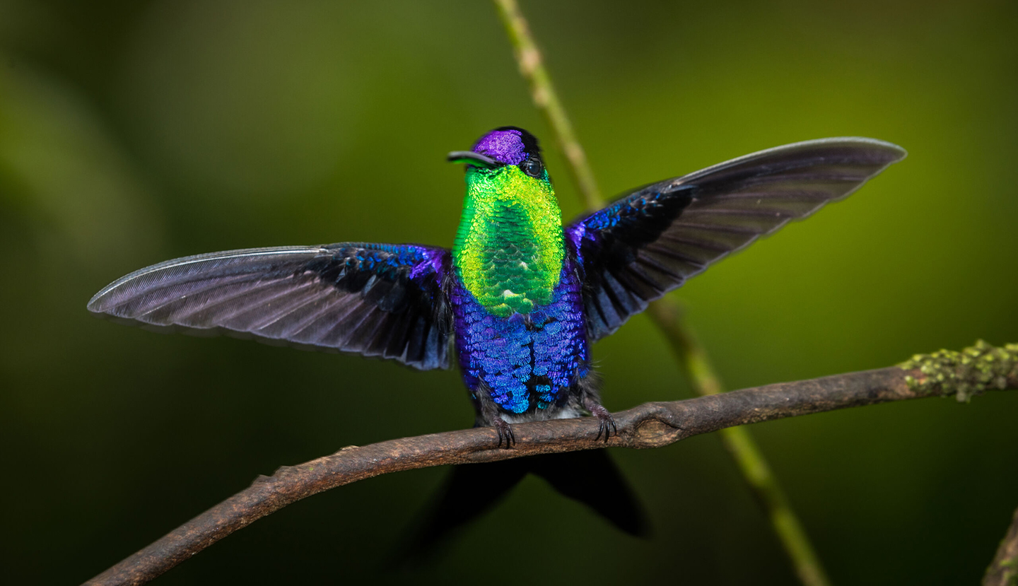 Nature, The Hummingbird Effect | PBS Western Reserve