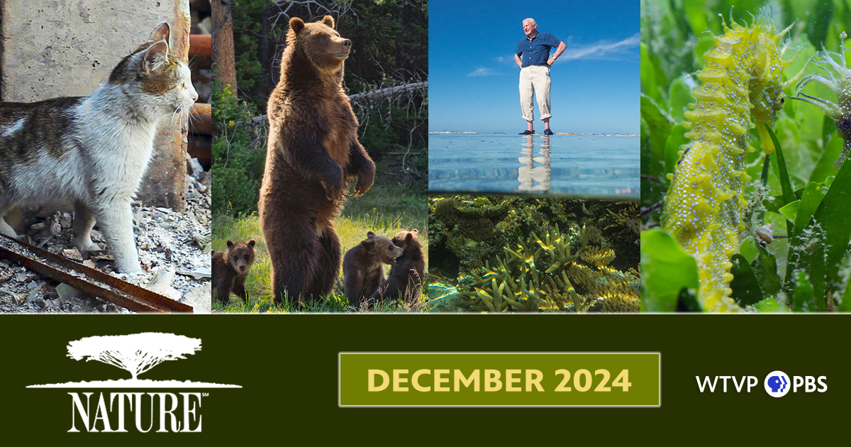 Nature | December 2024