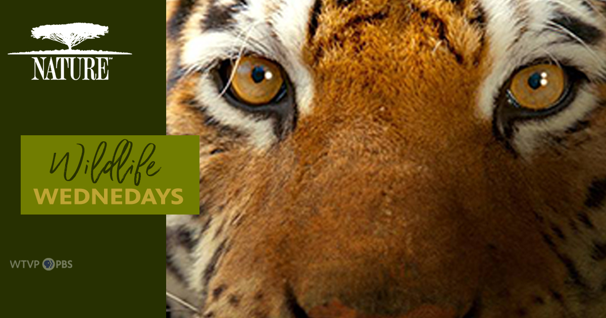 Wildlife Wednesday - August 2021