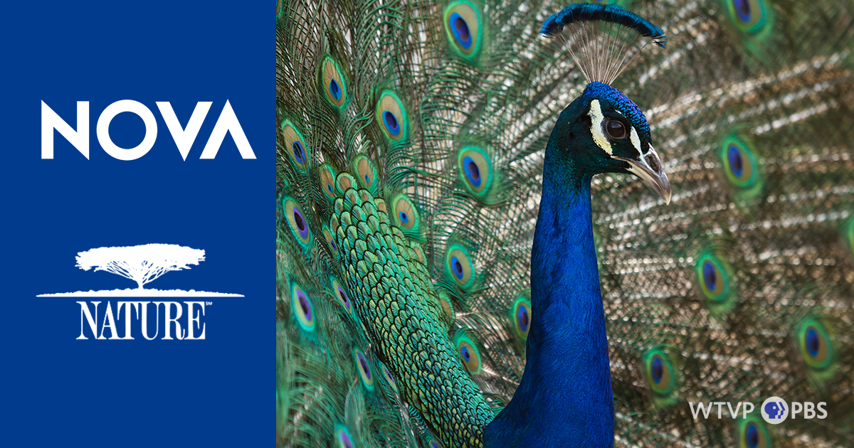 Nova & Nature | September 2021