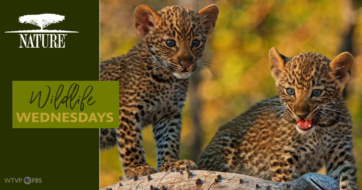 Wildlife | September 2022