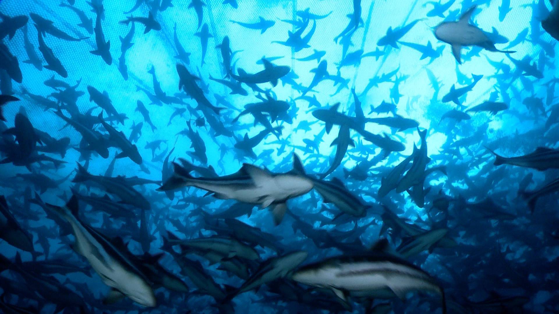 Set Sail With Experts On Exciting Adventures During Changing Seas Season 9